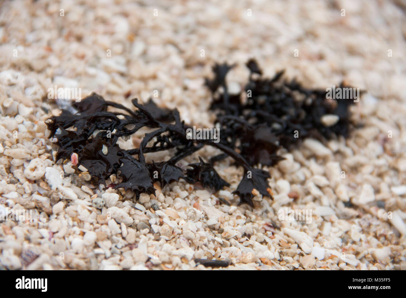 Dark seaweed hi-res stock photography and images - Alamy