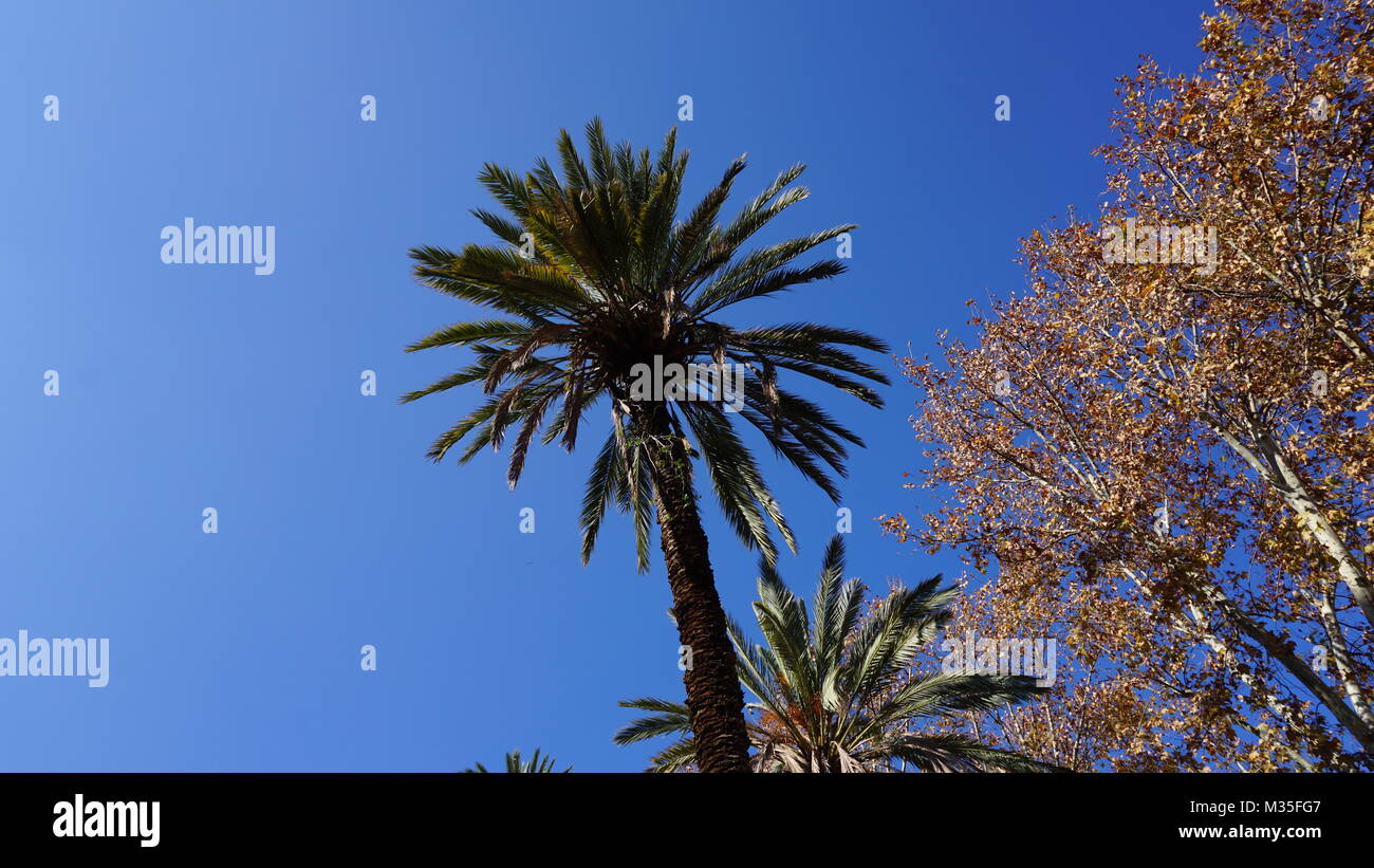Palermo, Sicily, Italy - palm trees in the park Villa Bonanno, Winter ...