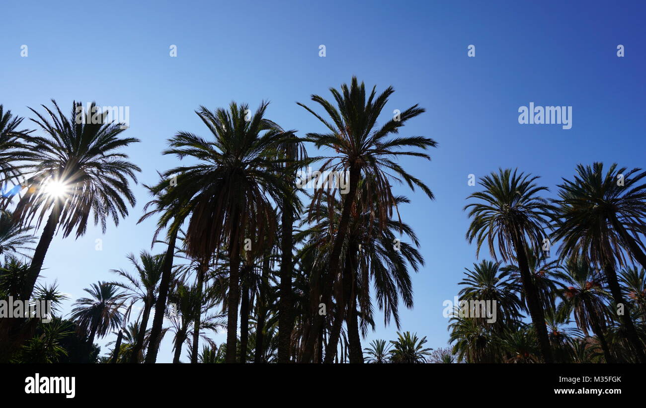Palermo, Sicily, Italy - palm trees in the park Villa Bonanno, Winter ...