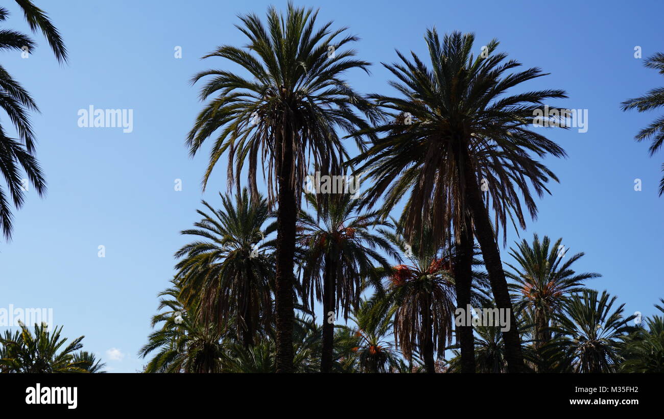 Palermo, Sicily, Italy - palm trees in the park Villa Bonanno, Winter ...