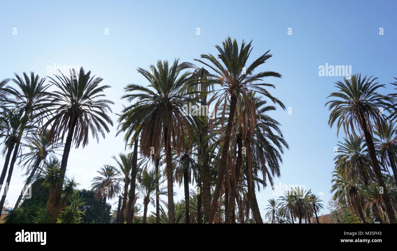 Palermo, Sicily, Italy - palm trees in the park Villa Bonanno, Winter ...