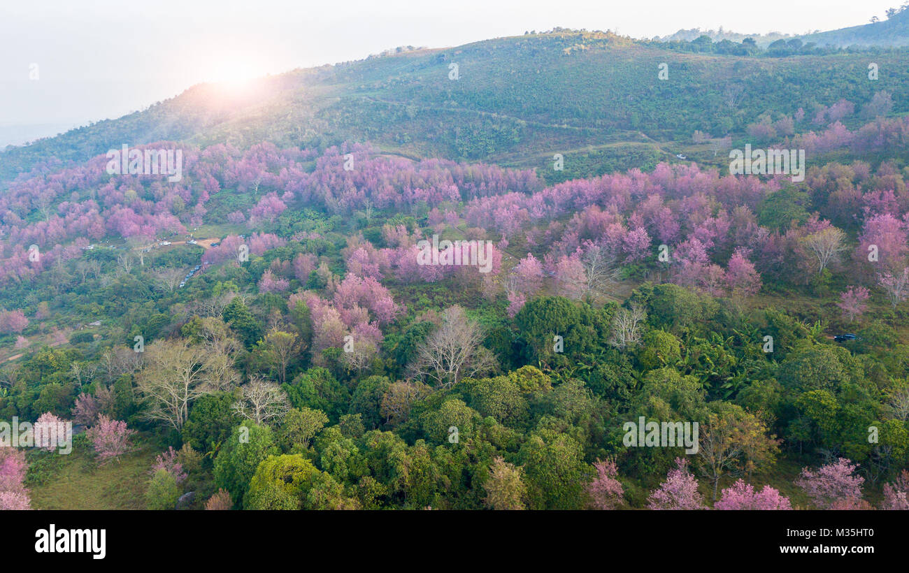 aerial from drone, Pink sakura tree or Wild Himalayan Cherry on ...