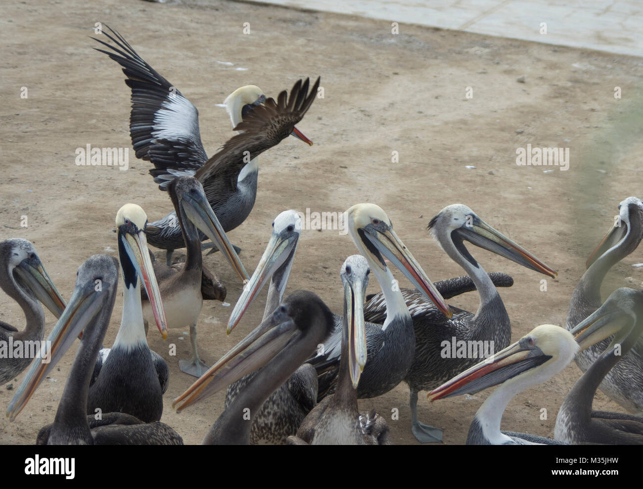 Fauna paracas hi-res stock photography and images - Alamy