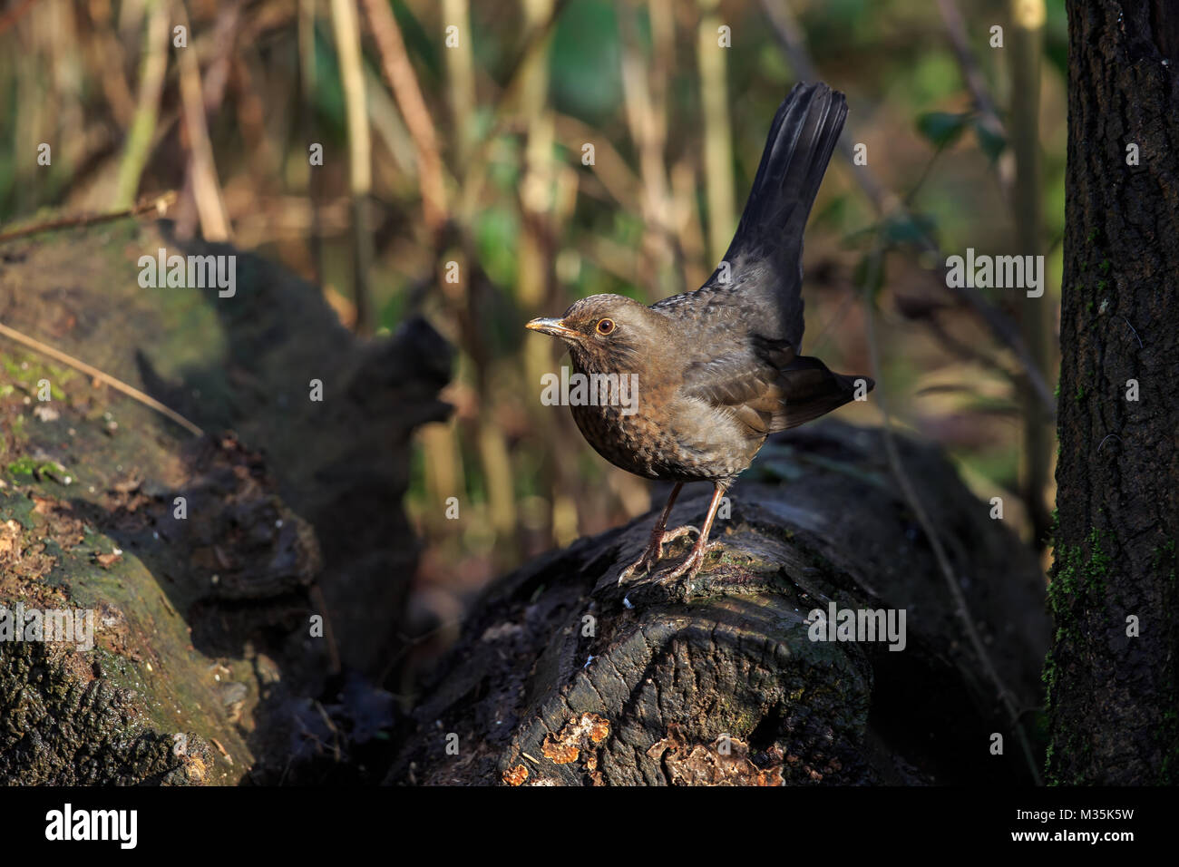 A Common Blackbird female Stock Photo - Alamy