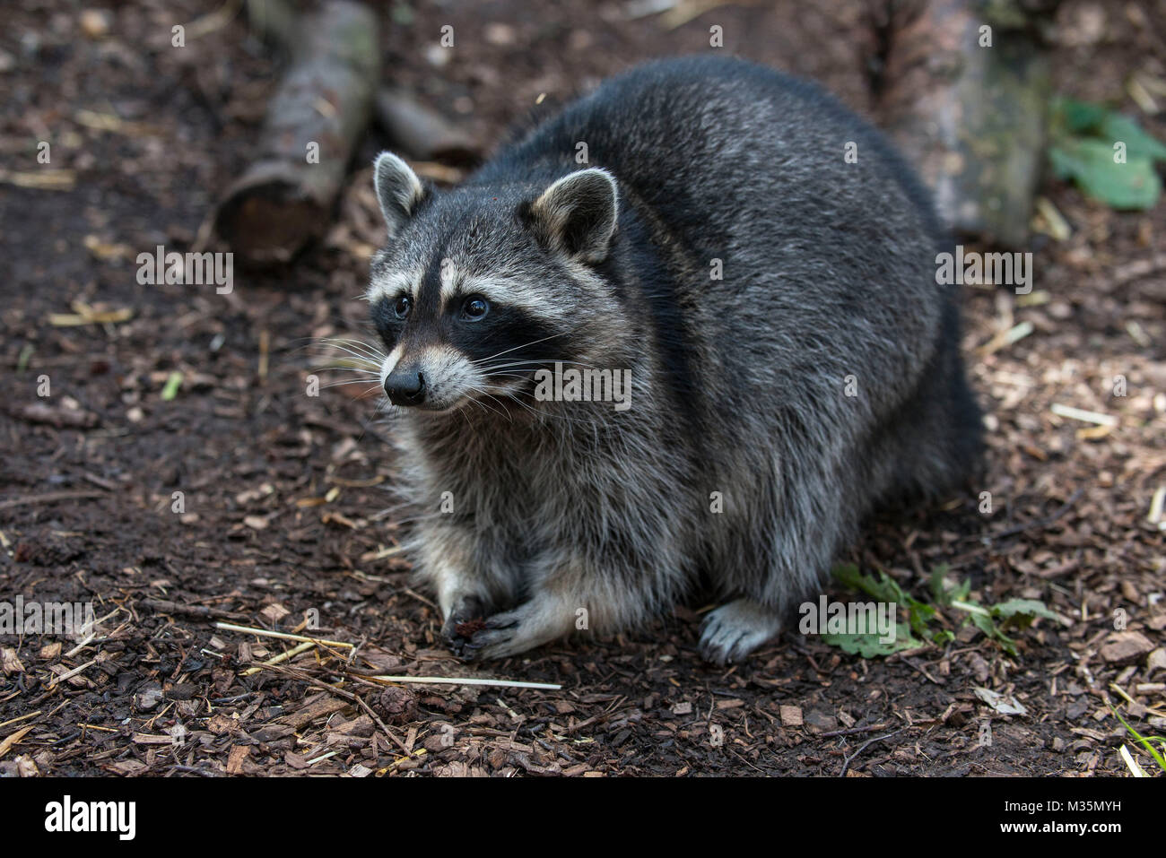 A captive raccoon at zoo in Somerset, England Stock Photo - Alamy