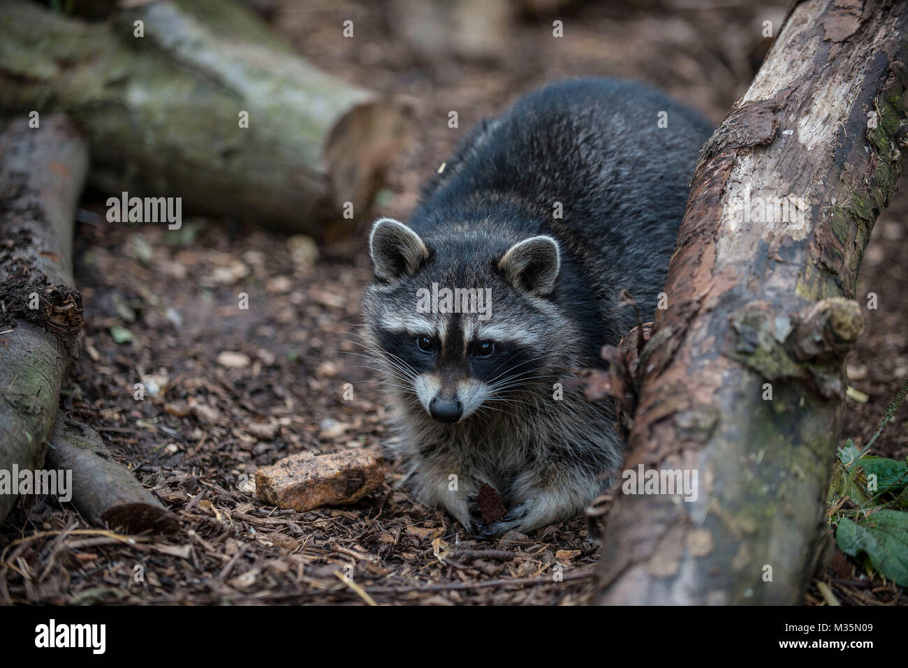 A captive raccoon at zoo in Somerset, England Stock Photo - Alamy
