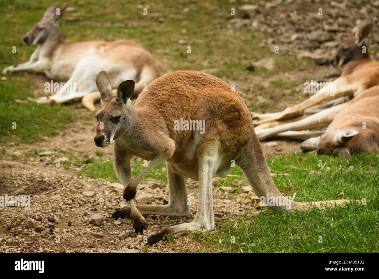 Standing kangaroo in grassland. More lying down kangaroos in background ...