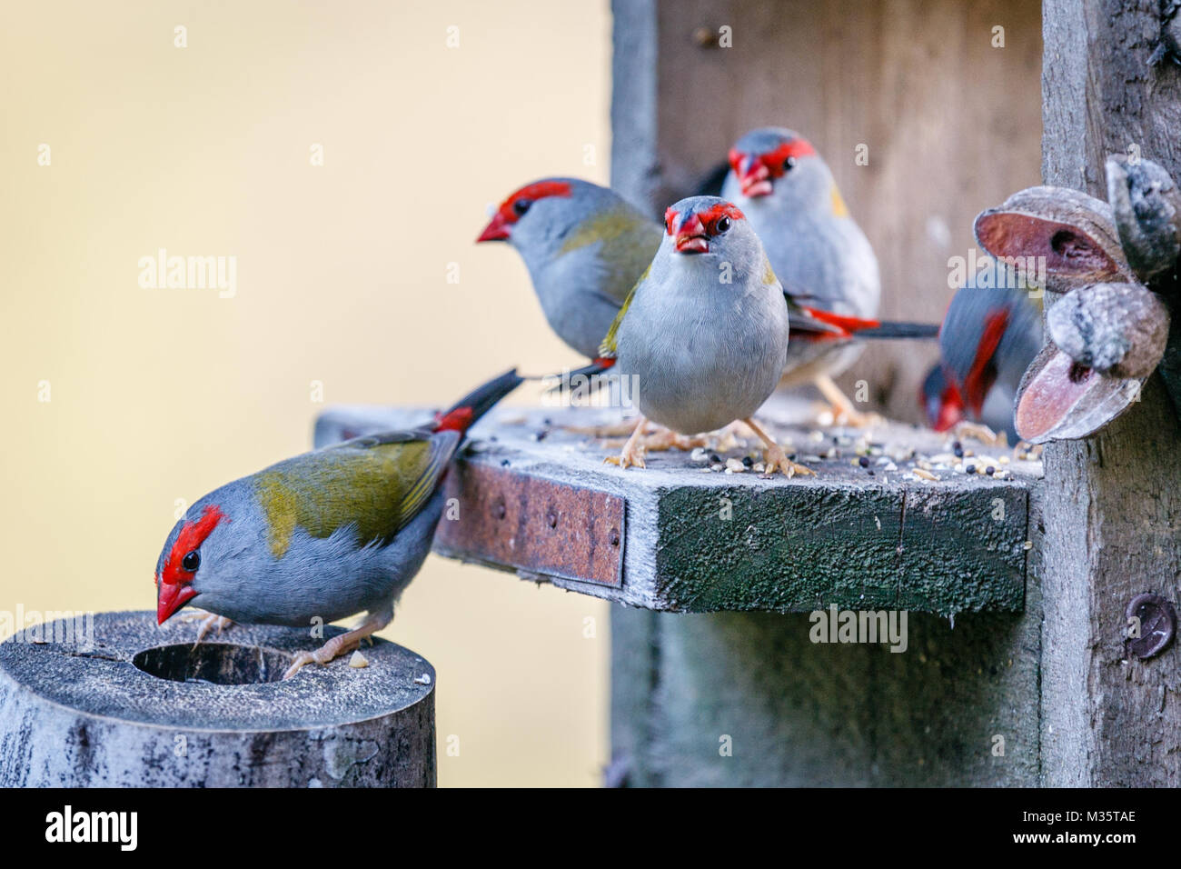 Australian finches hi-res stock photography and images - Alamy