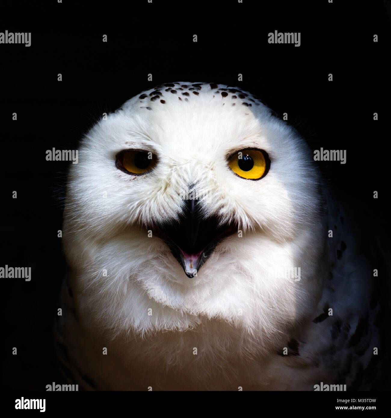 Head of angry looking snowy owl with open beak coming out of shadows ...