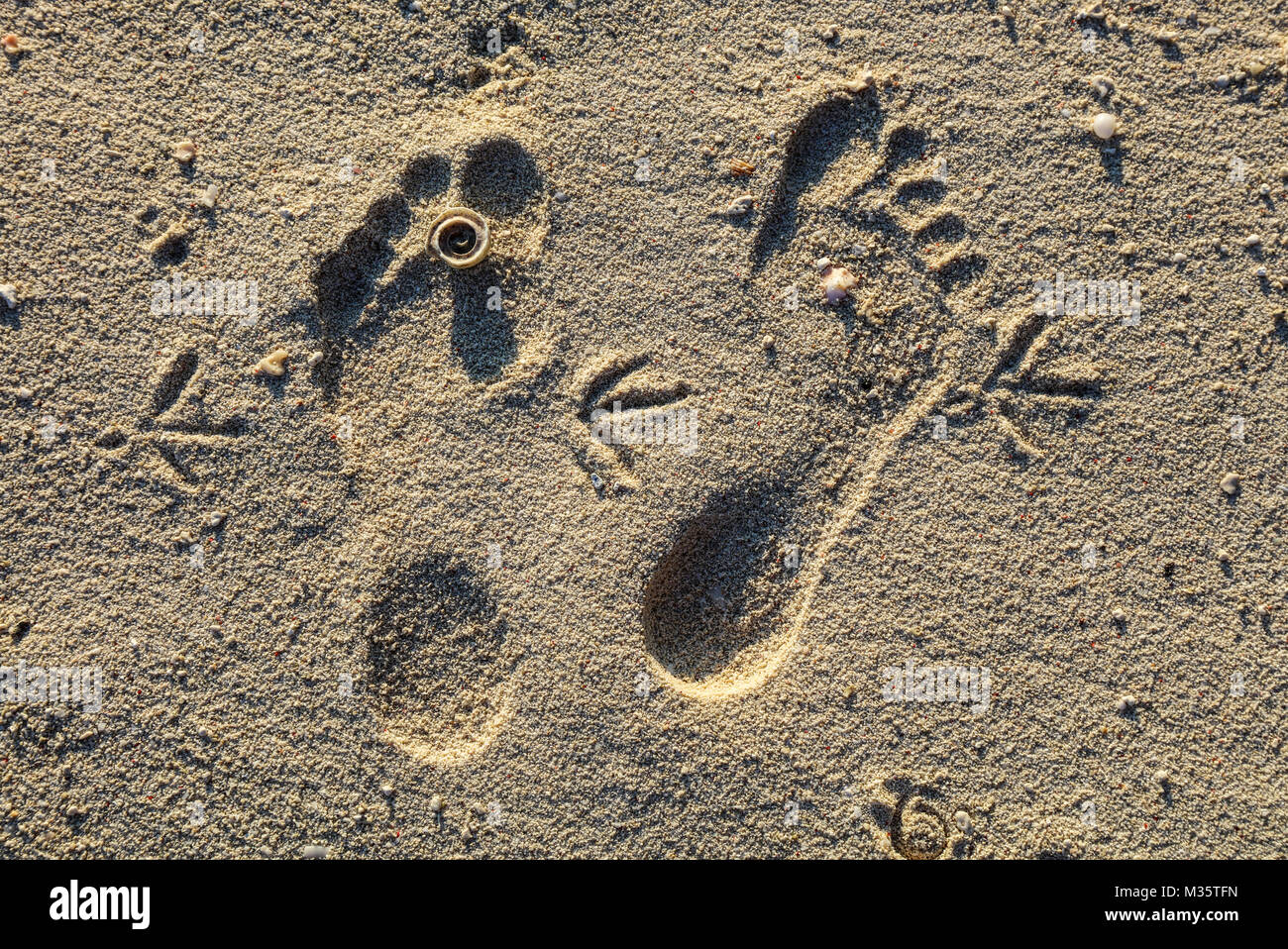 Footprints of a person crossed by footprints of a bird, Heron Island ...