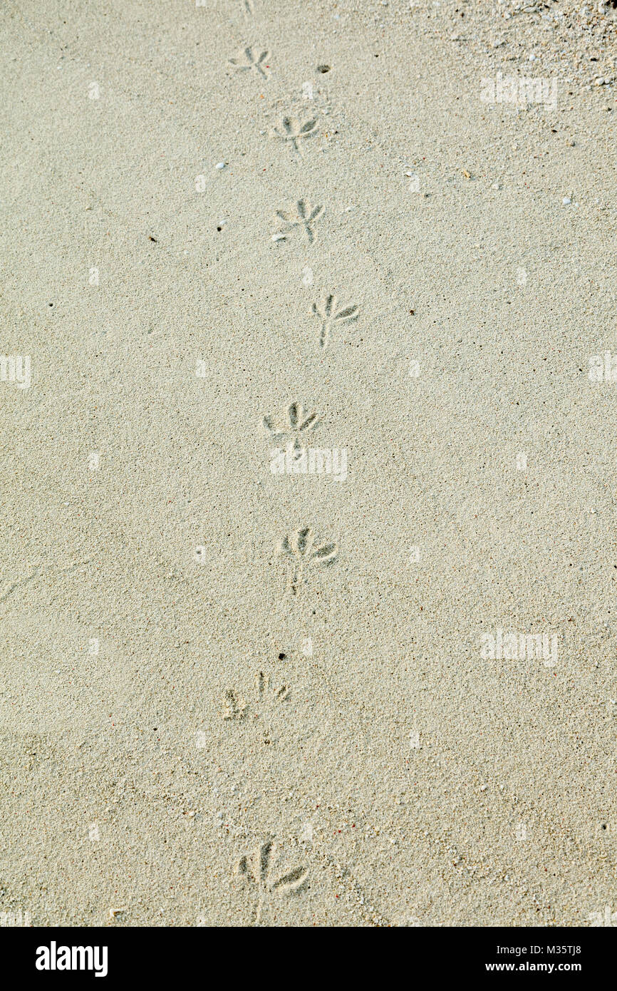 Bird tracks in the sand, Heron Island, Queensland, Australia. Vertical ...
