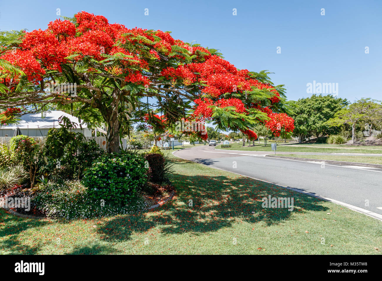 Flamboyant tree hi-res stock photography and images - Alamy