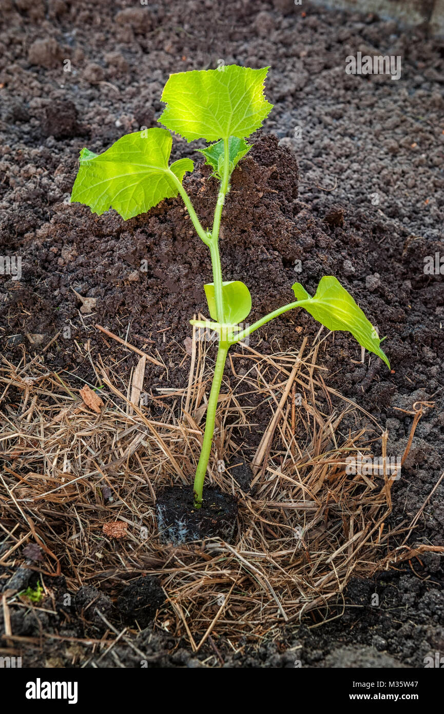 Seedlings of cucumber root system hi-res stock photography and images ...