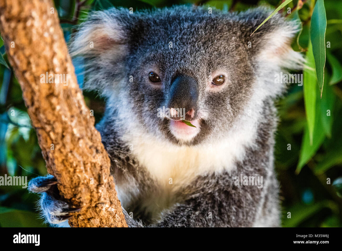 Koala on a tree branch eating a leaf, Queensland, Australia Stock Photo ...
