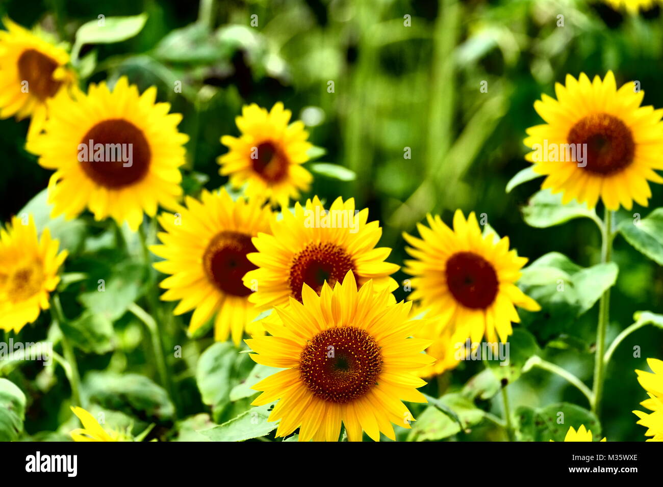 Standing out - Sunflower Stock Photo - Alamy