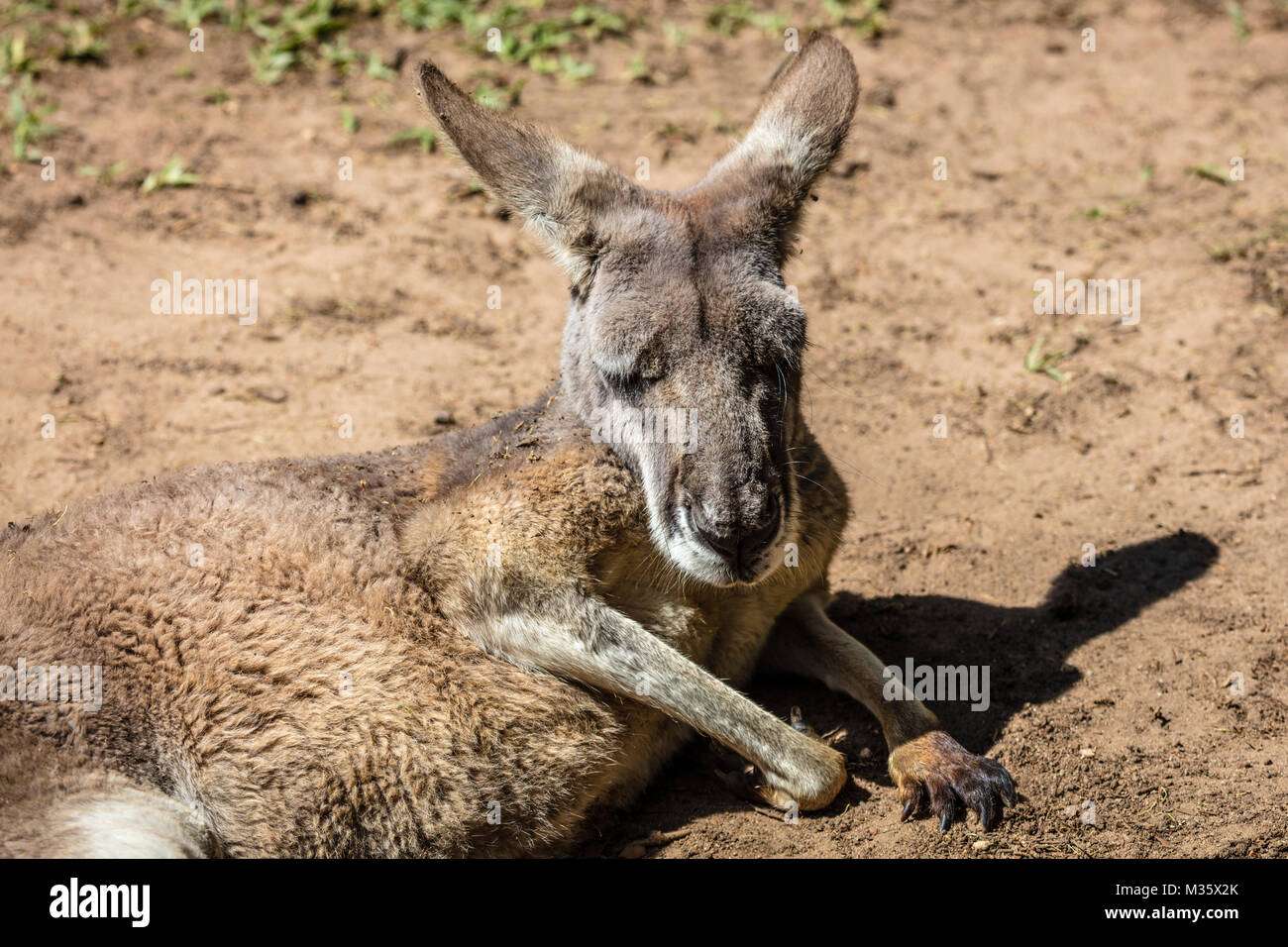 Kangaroo sleeping hi-res stock photography and images - Alamy