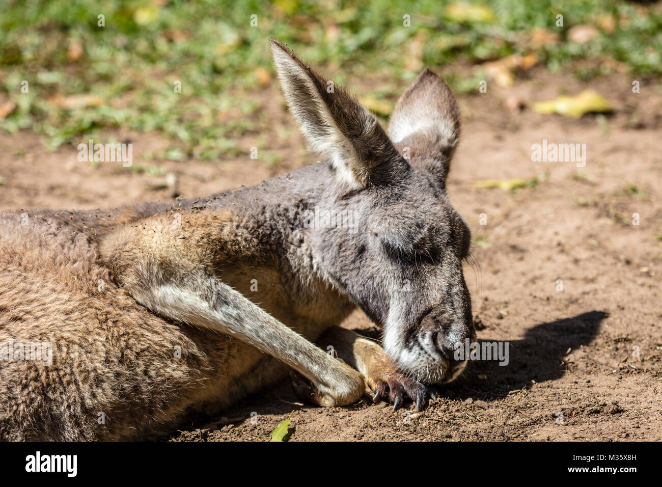 Sleeping buck of Red Kangaroo, Queensland, Australia Stock Photo - Alamy