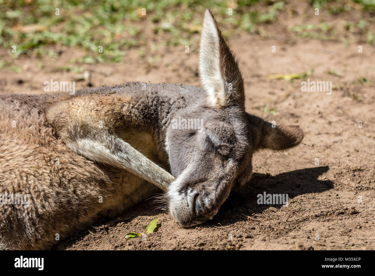 Sleeping buck of Red Kangaroo, Queensland, Australia Stock Photo - Alamy