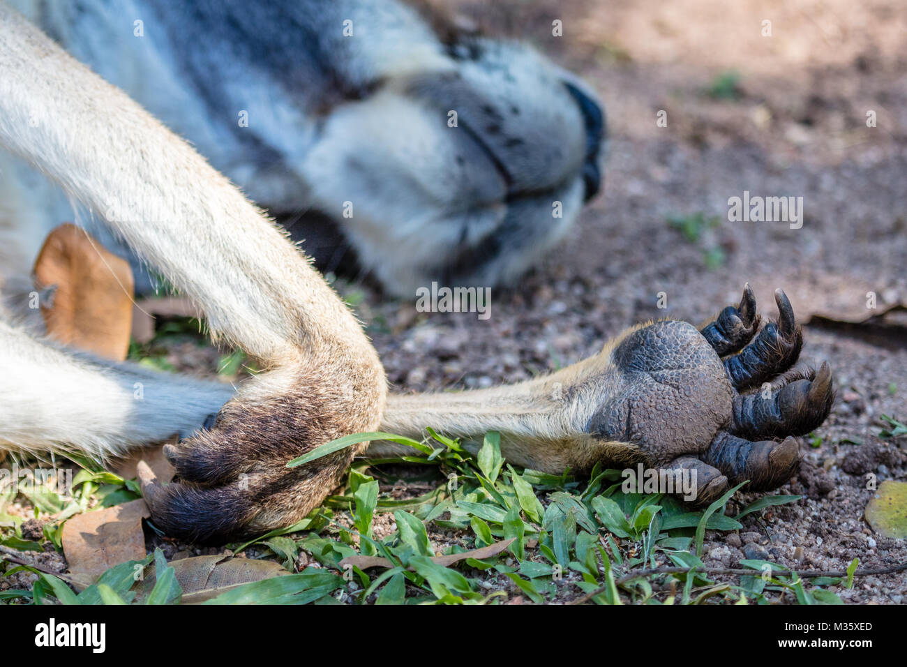 Sleeping buck of Red Kangaroo, Queensland, Australia Stock Photo - Alamy