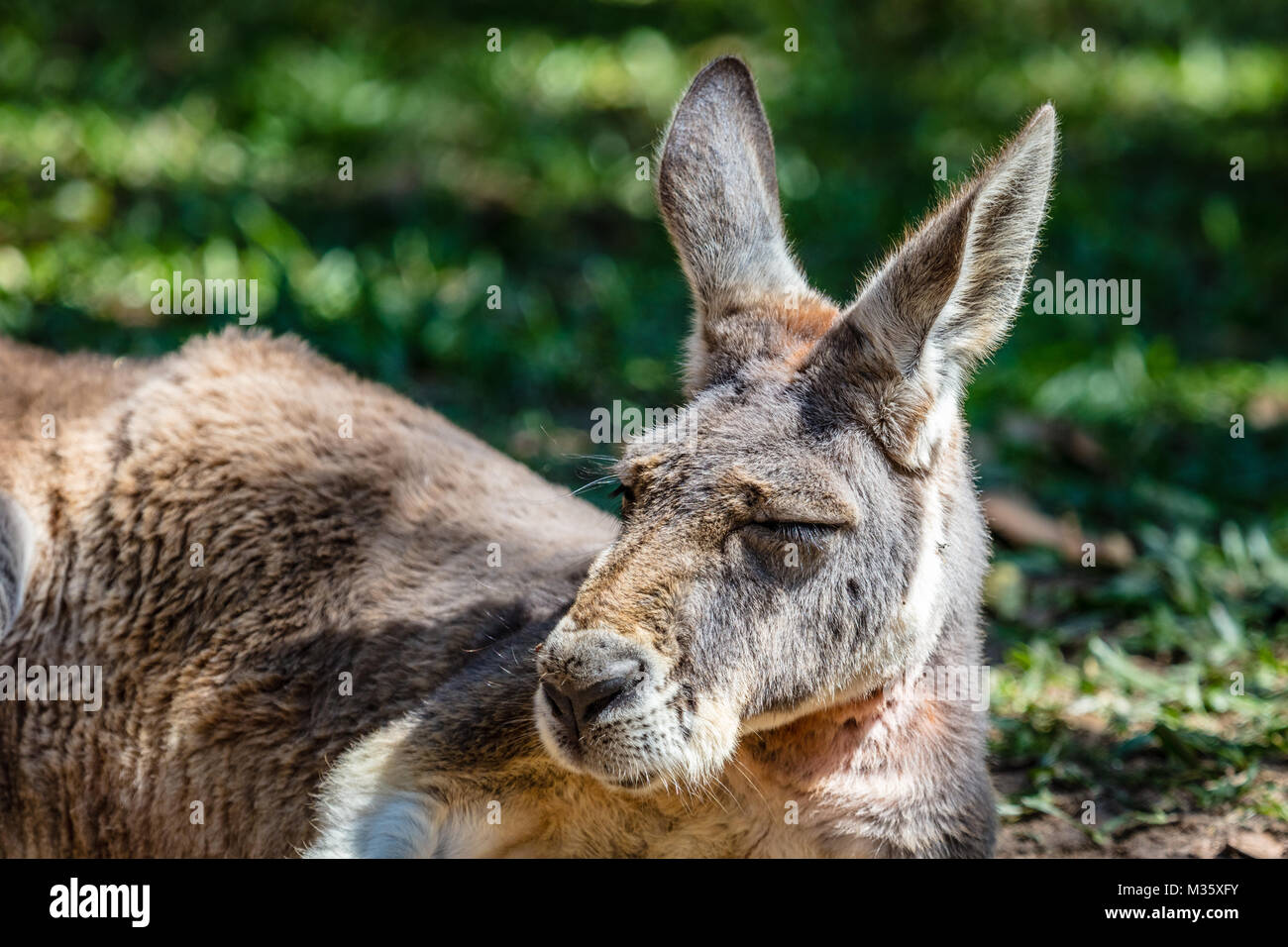 Sleeping buck of Red Kangaroo, Queensland, Australia Stock Photo - Alamy
