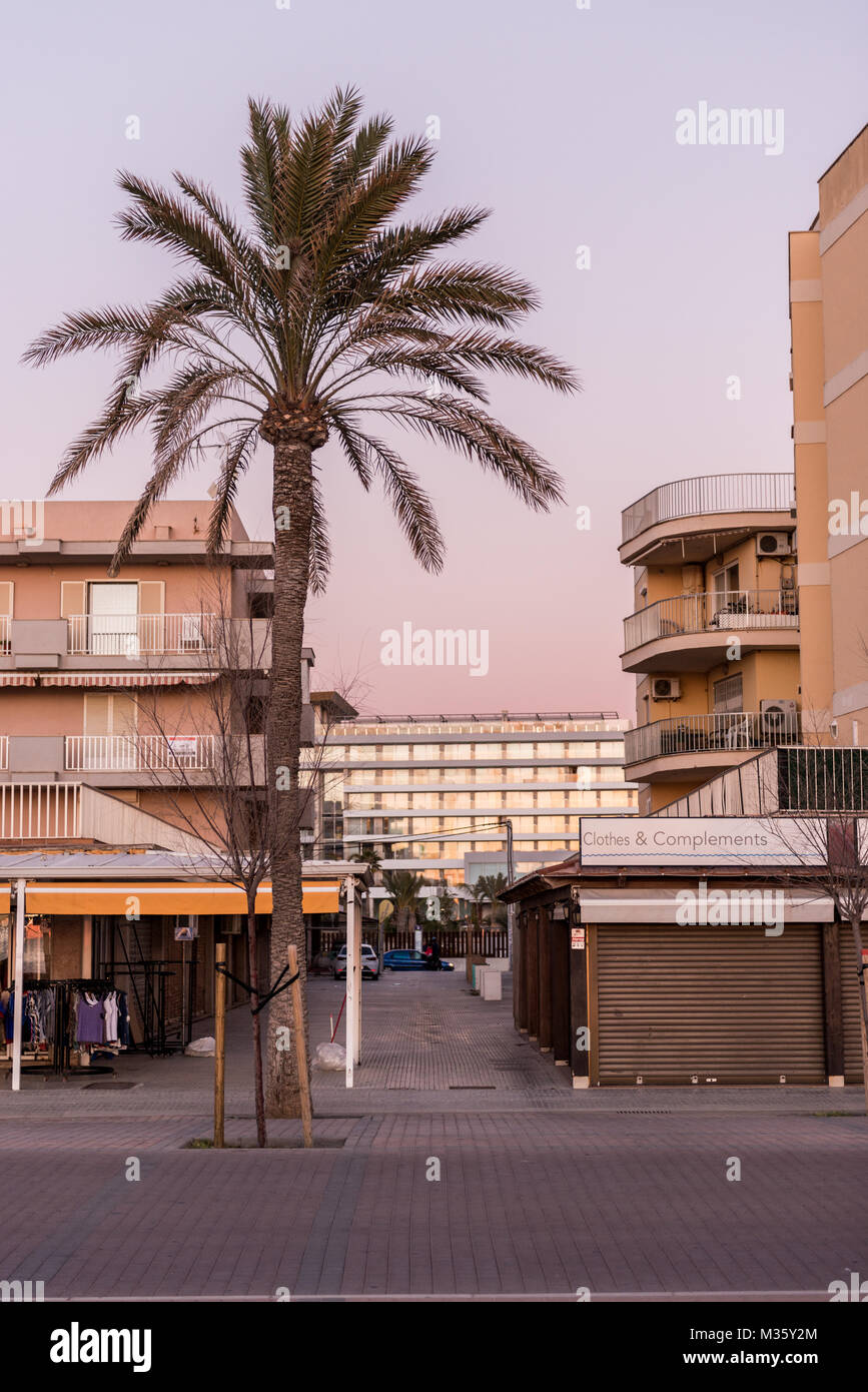 A palm tree and buildings on the seafront of Palma beach in Palma de ...