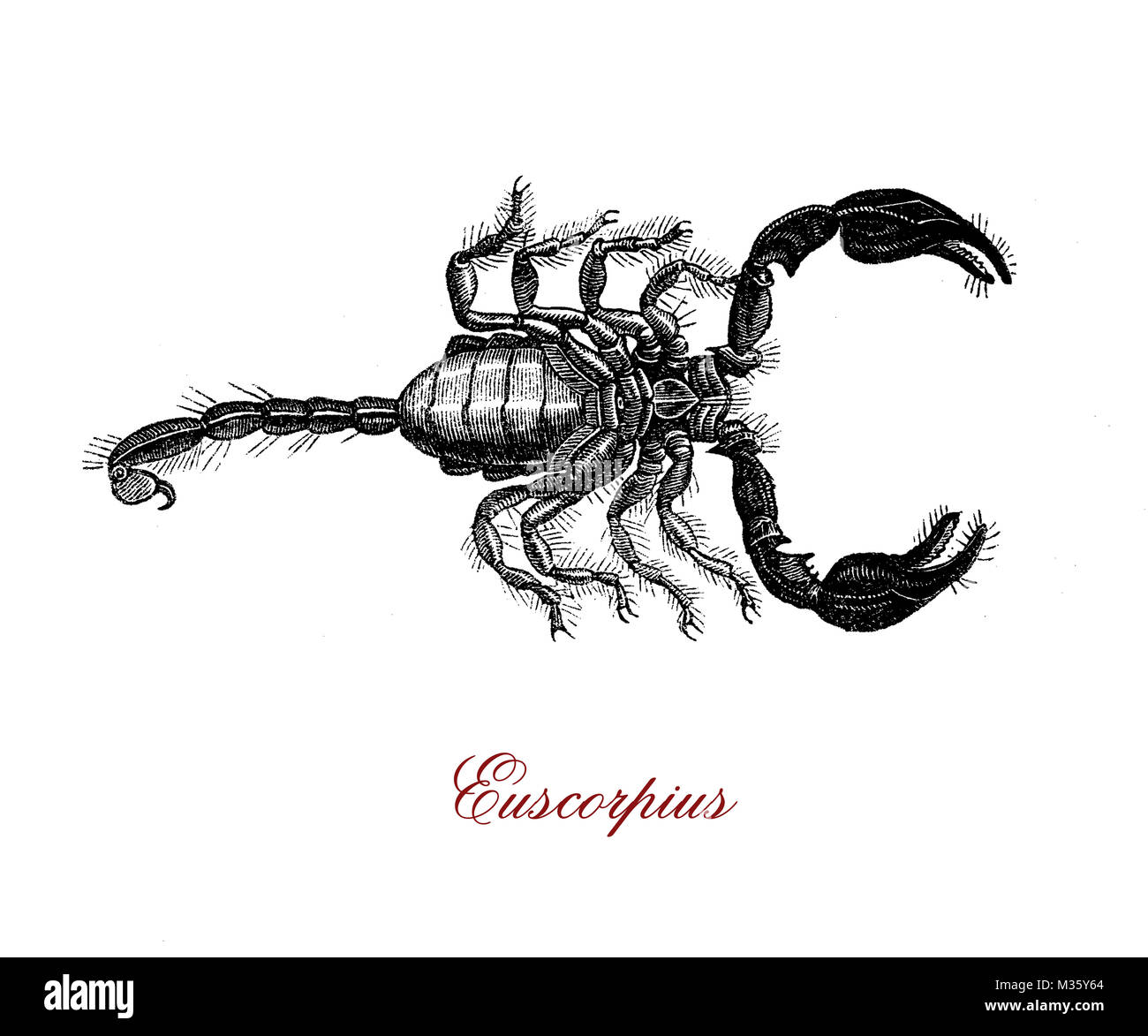 Scorpion human hand hi-res stock photography and images - Alamy