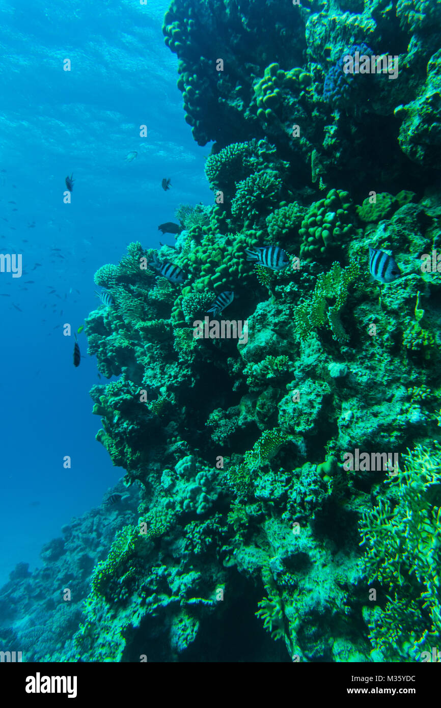 Young coral reef formation on sandy sea bottom. Deep blue sea ...