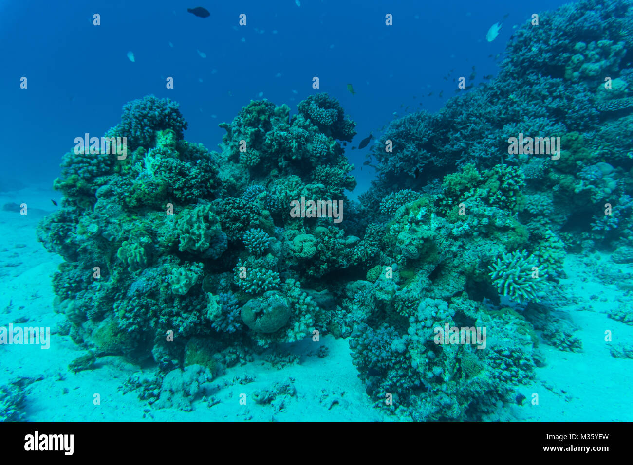 red sea underwater coral reef with fishes and sunrays at the surface ...