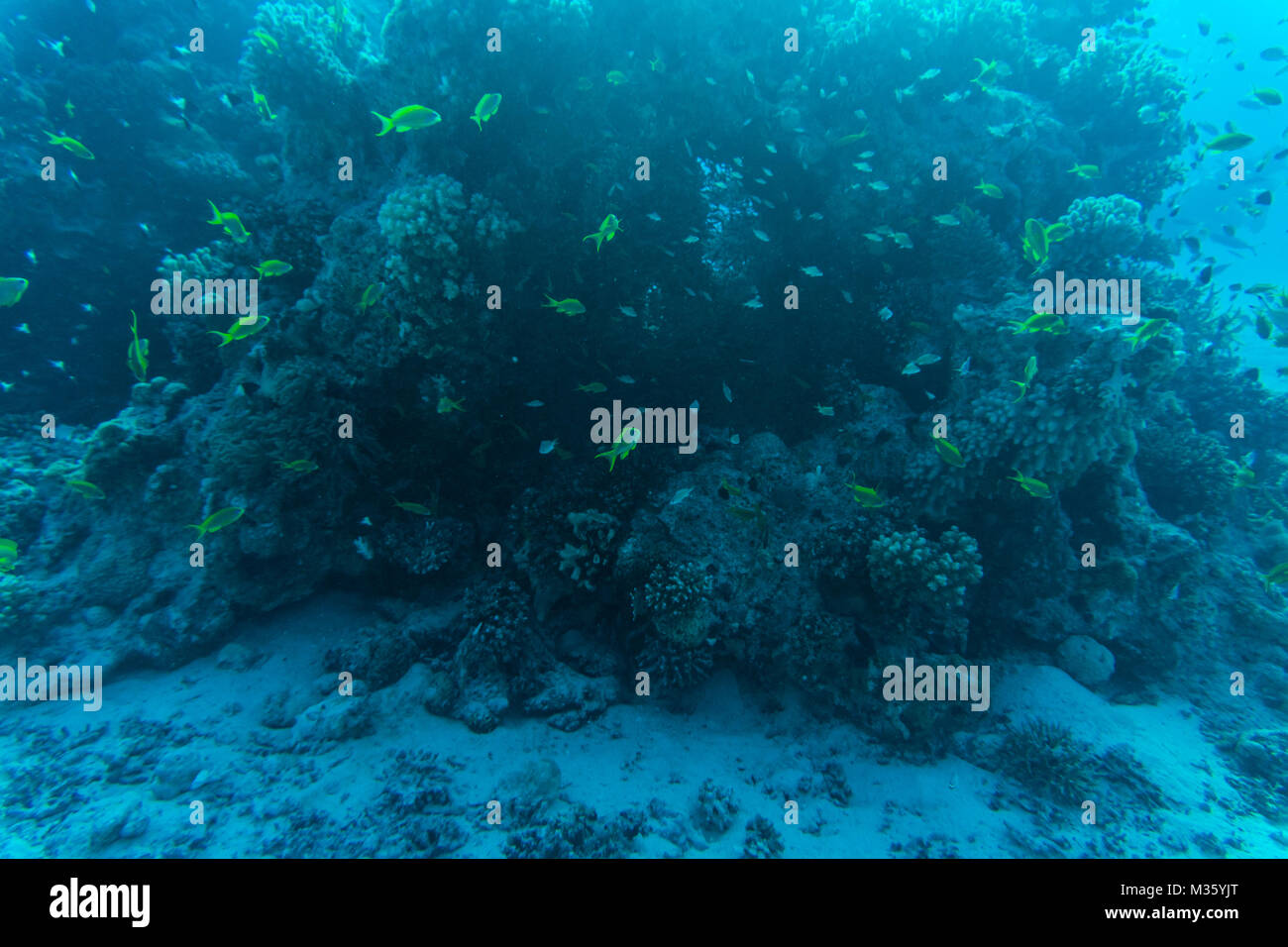 red sea underwater coral reef with fishes and sunrays at the surface ...