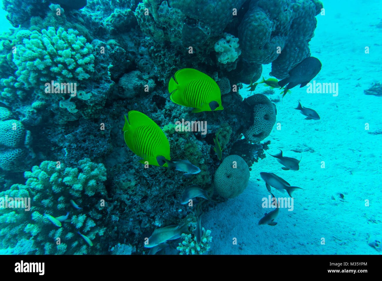 Coral Reef Scene with Red Sea Raccoon Butterflyfishes Stock Photo - Alamy