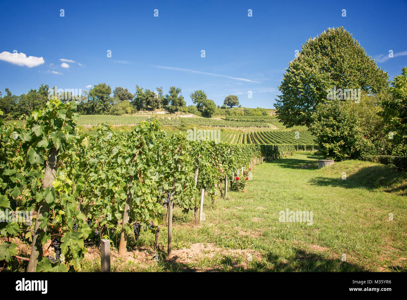 Bordeaux france vineyard hi-res stock photography and images - Alamy