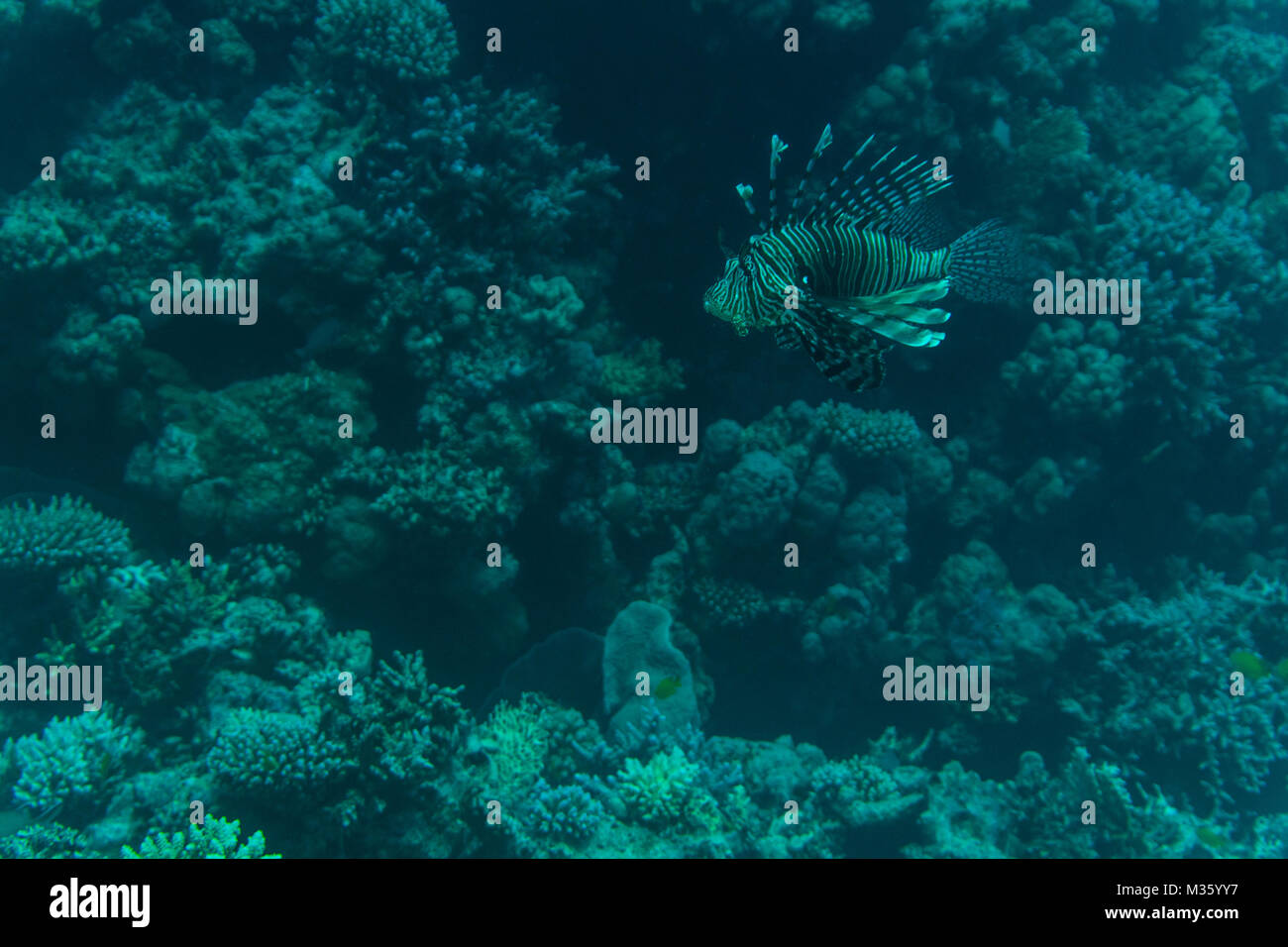 Colorful Lionfish on a tropical coral reef Stock Photo - Alamy
