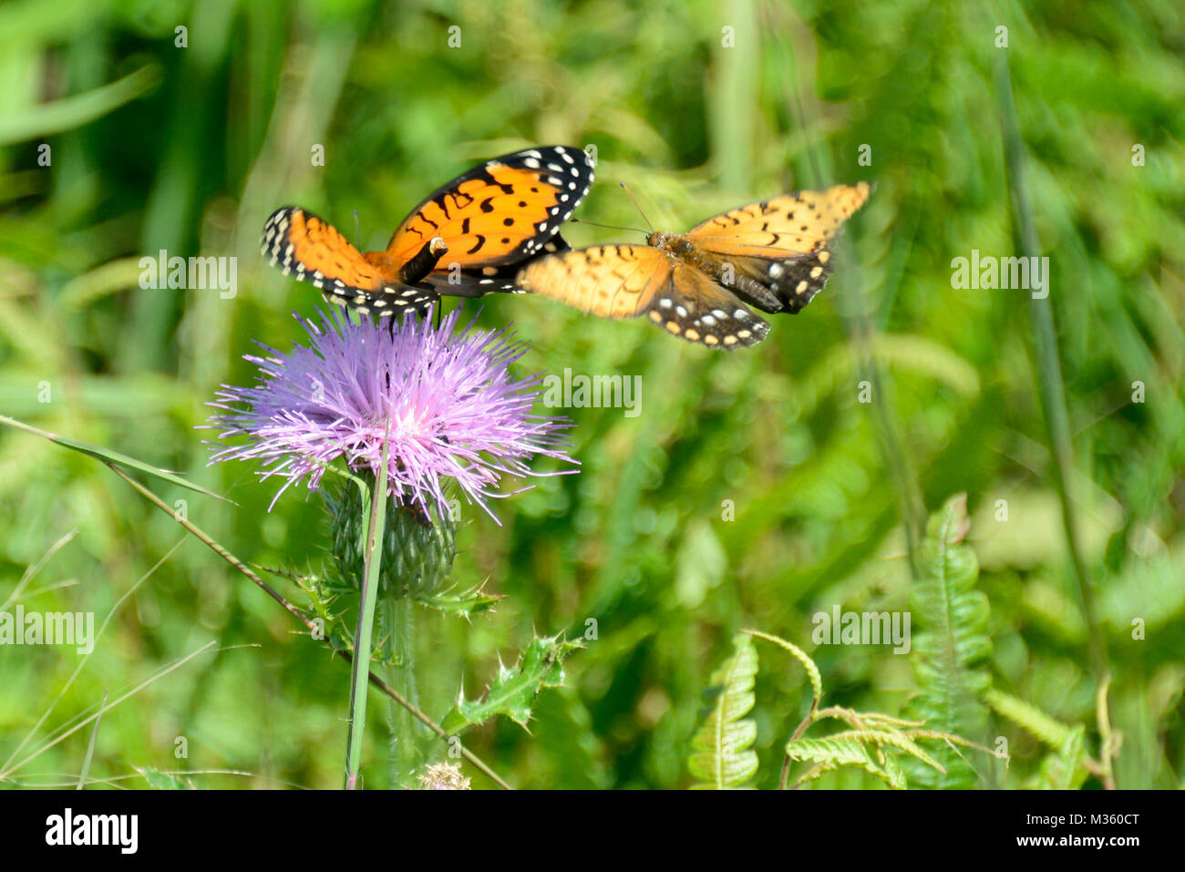 Regal Fritillary Tour 21 DSC5394 by PANationalGuard Stock Photo - Alamy
