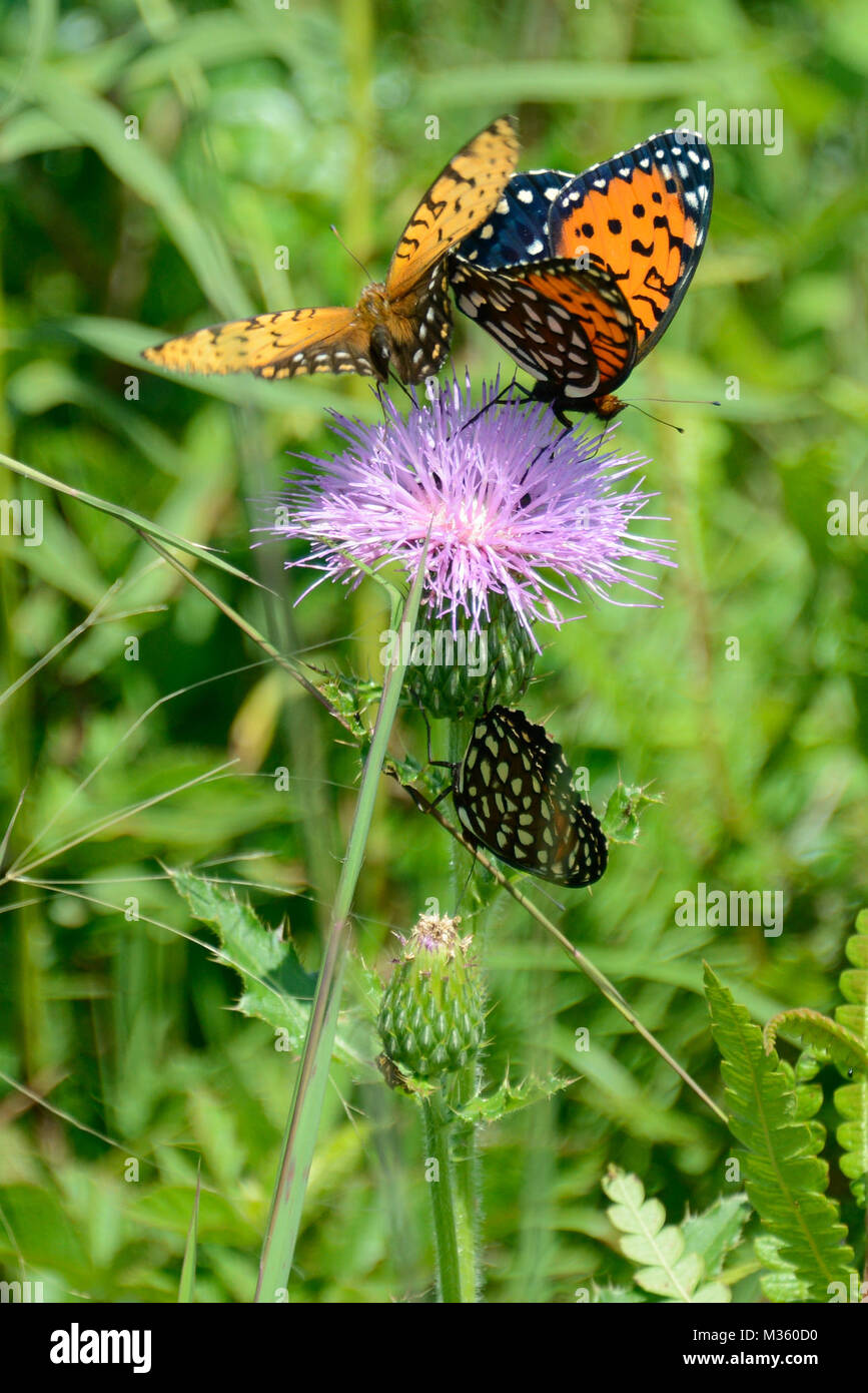 Regal fritillary hi-res stock photography and images - Alamy