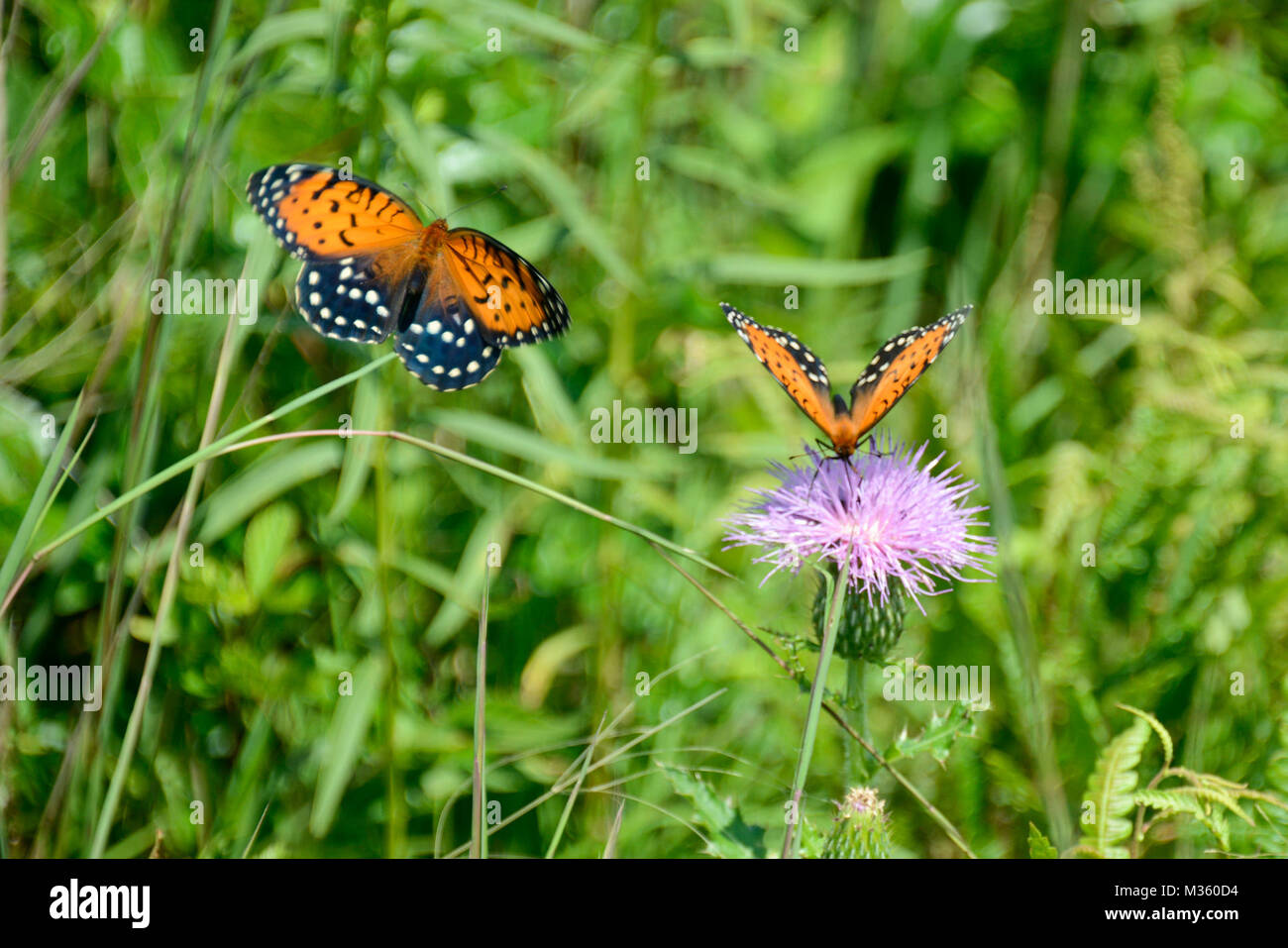 Regal fritillary hi-res stock photography and images - Alamy