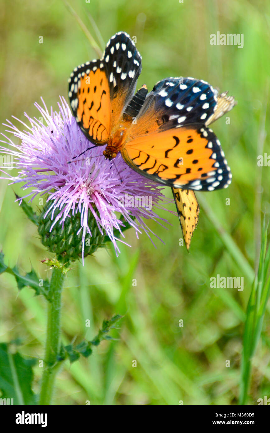 Regal fritillary hi-res stock photography and images - Alamy