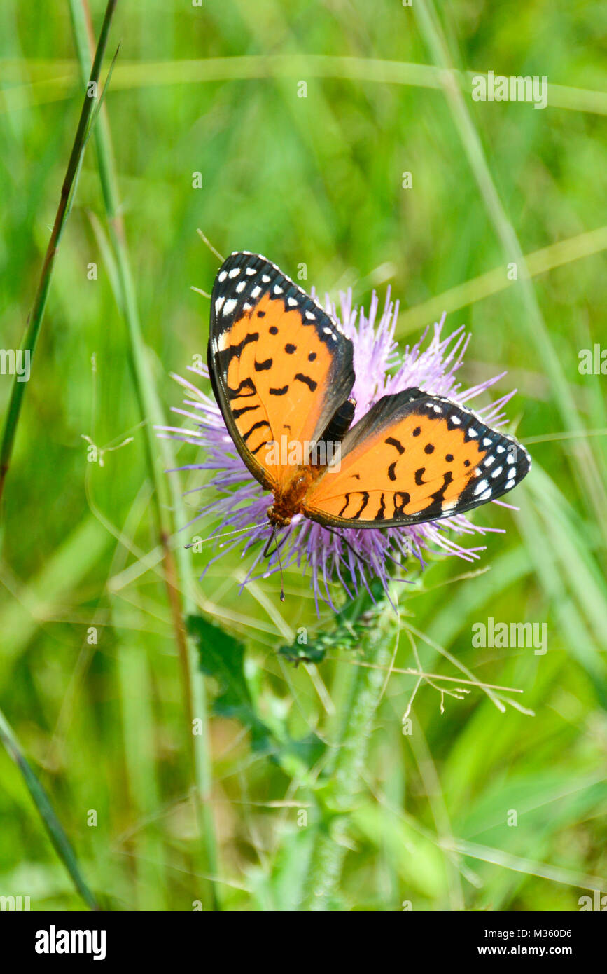 Regal Fritillary Tour 26 DSC5516 by PANationalGuard Stock Photo - Alamy