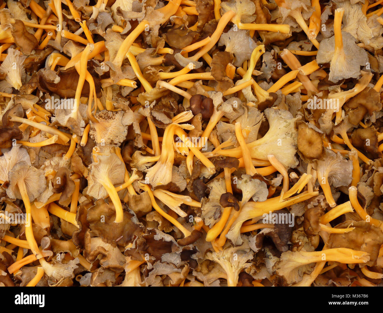 Cantharellus lutescens hi-res stock photography and images - Alamy