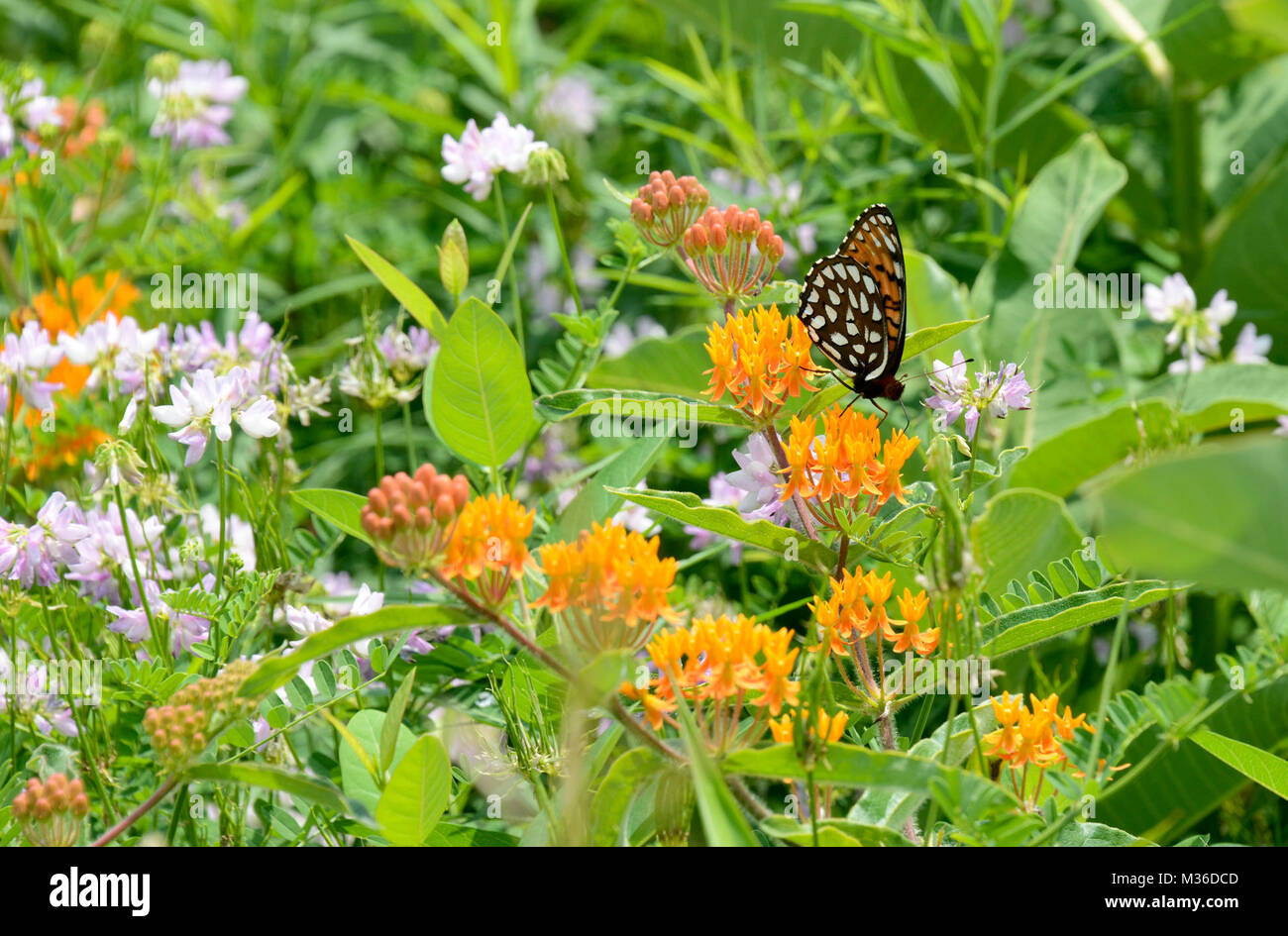 Regal fritillary hi-res stock photography and images - Alamy