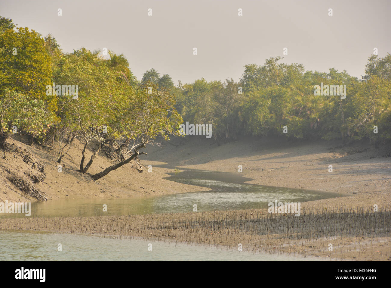 Estuarine landscape and Mangroove forest, Sundarbans delta, West Bengal ...