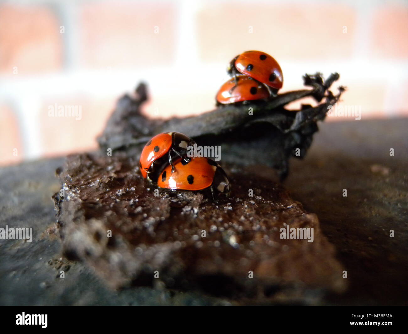 Marienkäfer marienkäfer hi-res stock photography and images - Alamy