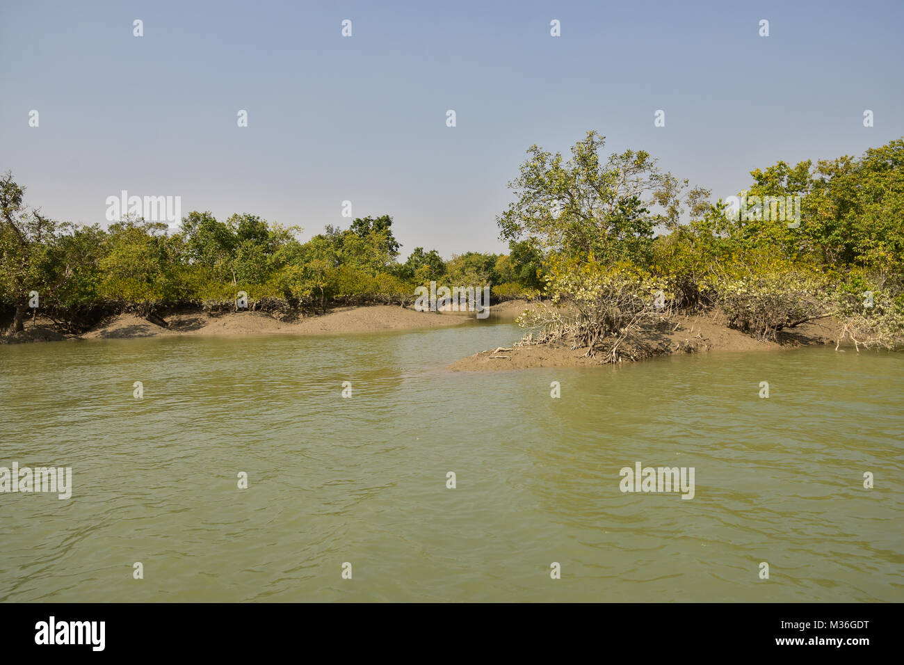 Estuarine landscape and Mangroove forest, Sundarbans delta, West Bengal ...