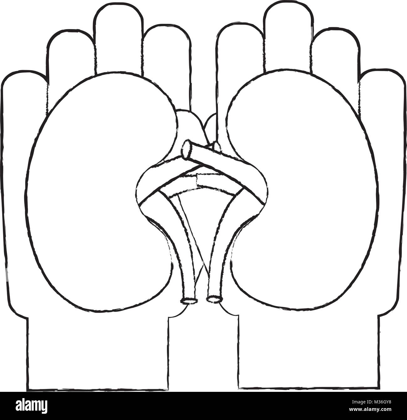 Hands holding kidney Stock Vector Images - Alamy