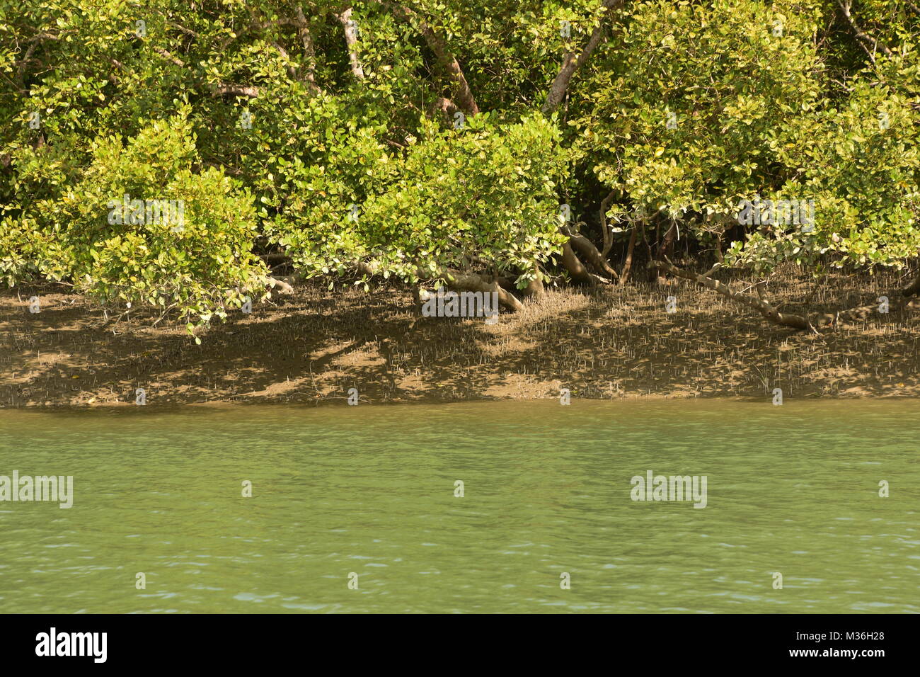 Estuarine landscape and Mangroove forest, Sundarbans delta, West Bengal ...