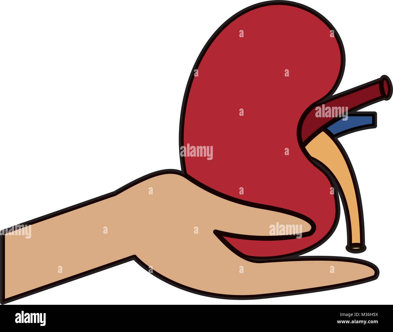 hand hold human kidney healthcare concept Stock Vector Image & Art - Alamy
