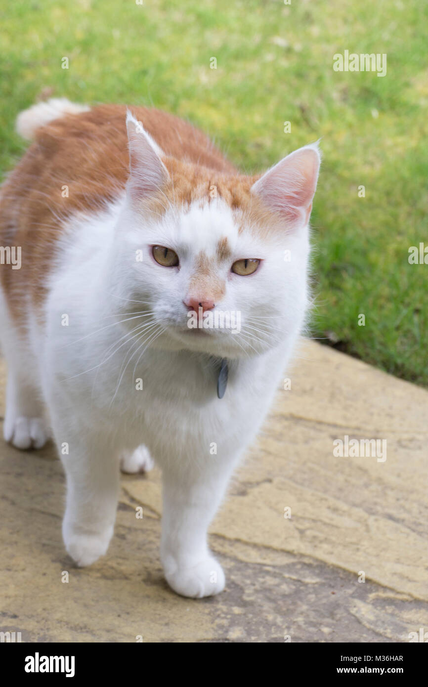 Ginger & White Male Domestic Cat walking on pathway Stock Photo - Alamy