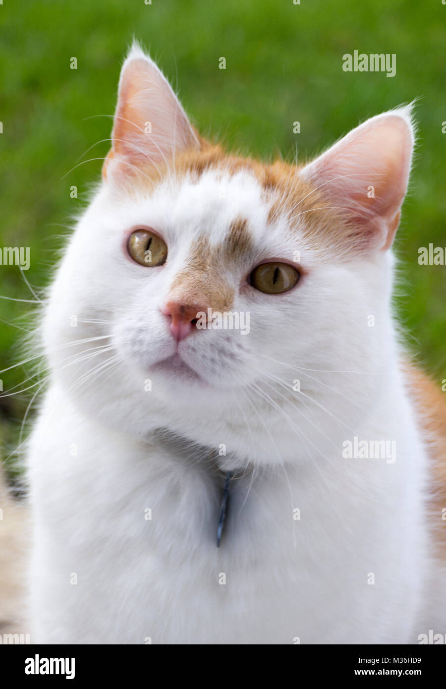 Portrait of Ginger & White Male Domestic Cat Stock Photo - Alamy