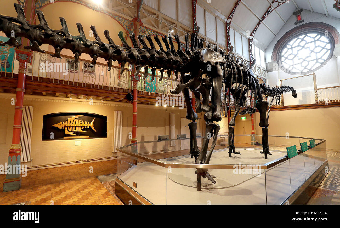 Diplodocus Skeleton Natural History Museum