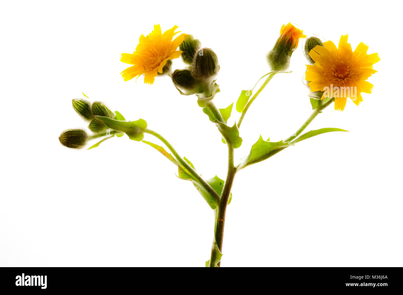 Wild flowers in a Studio work using a light box Stock Photo - Alamy
