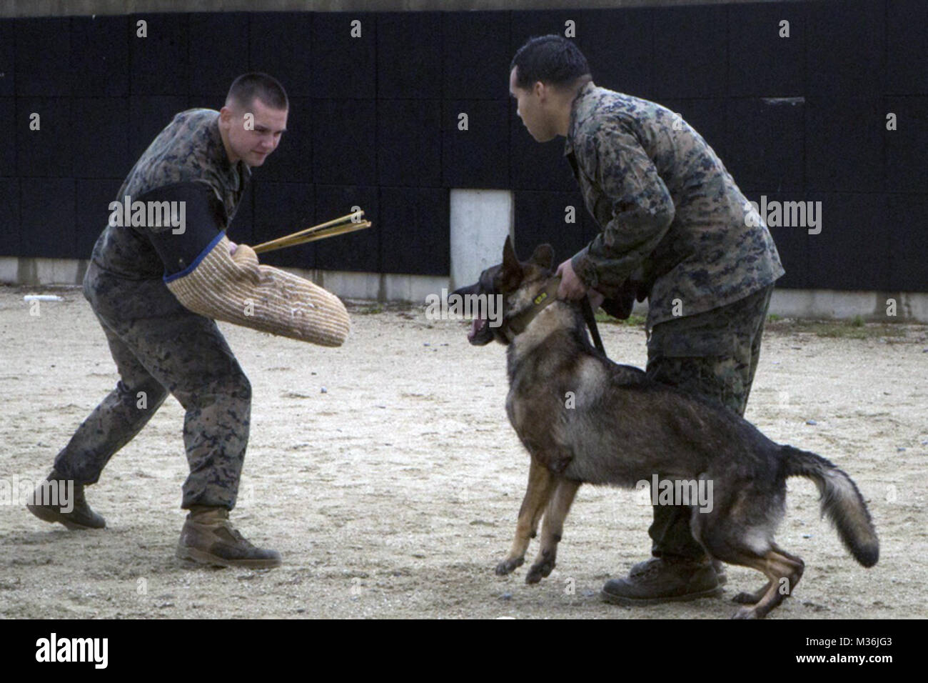 U.S. Marine military police showcase working dog capabilities by #PACOM ...